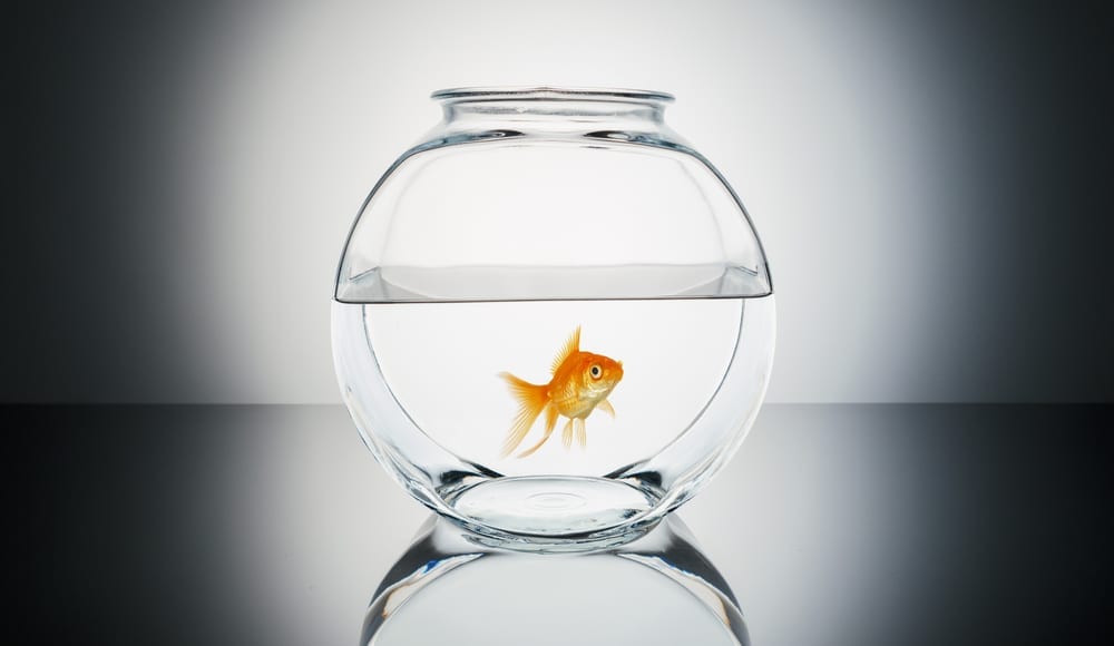 Retention: The Secret of the Fishbowl | Club Solutions Magazine